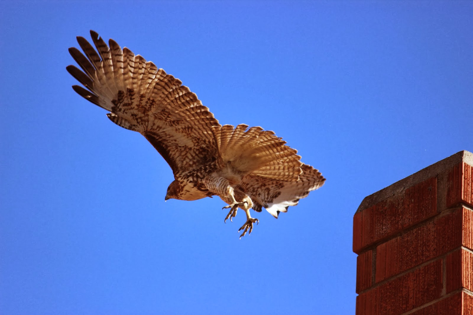 A Very Good Life: Garden Bloggers Bloom Day (GBBD) and Night January, 2014
