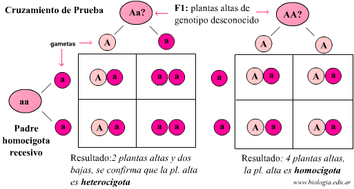 Biologia: Homocigoto y Heterocigoto
