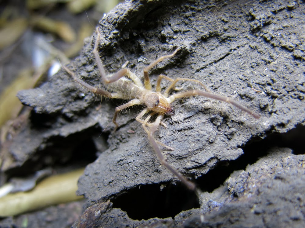Diversity and Life: A view from the Holocene: Arachnids: primeval ...