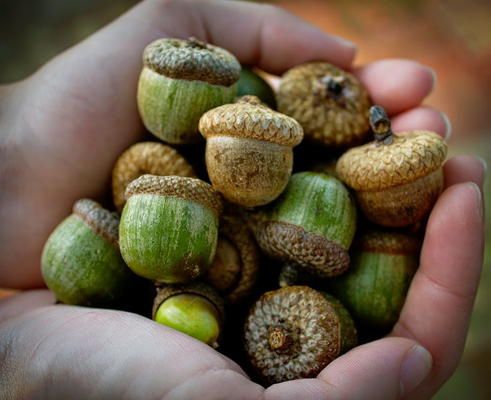 Rurification | Robin Edmundson: Acorns