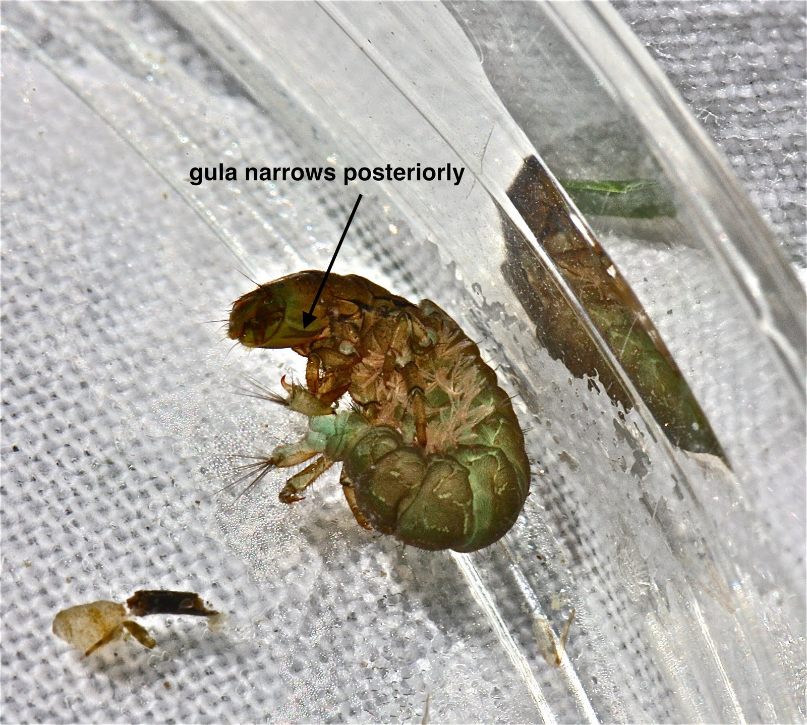 Aquatic Insects of Central Virginia: Montana Insects, Part II.: More ...