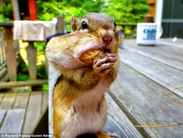 White Wolf : Daily Cute: Chipmunk Eats as Many Peanuts as Possible (VIDEO)
