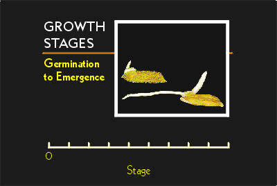 BP4K Kabupaten Cianjur: FASE PERTUMBUHAN TANAMAN PADI