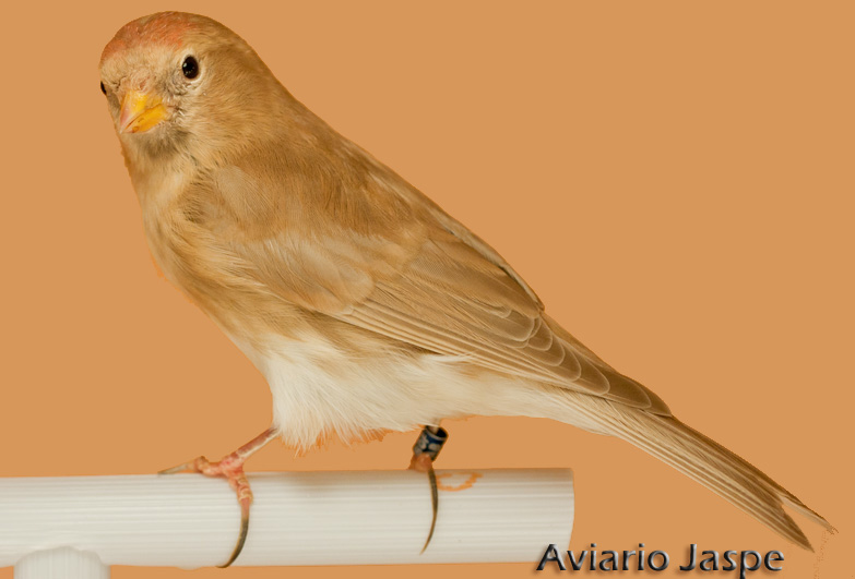 Aviario Jaspe: Mutaciones del pardillo sicerín