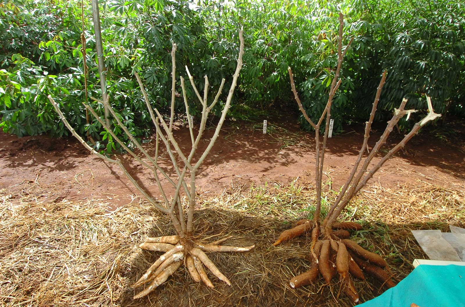 AboveCapricorn: Cassava - A Crop for Now and the Future