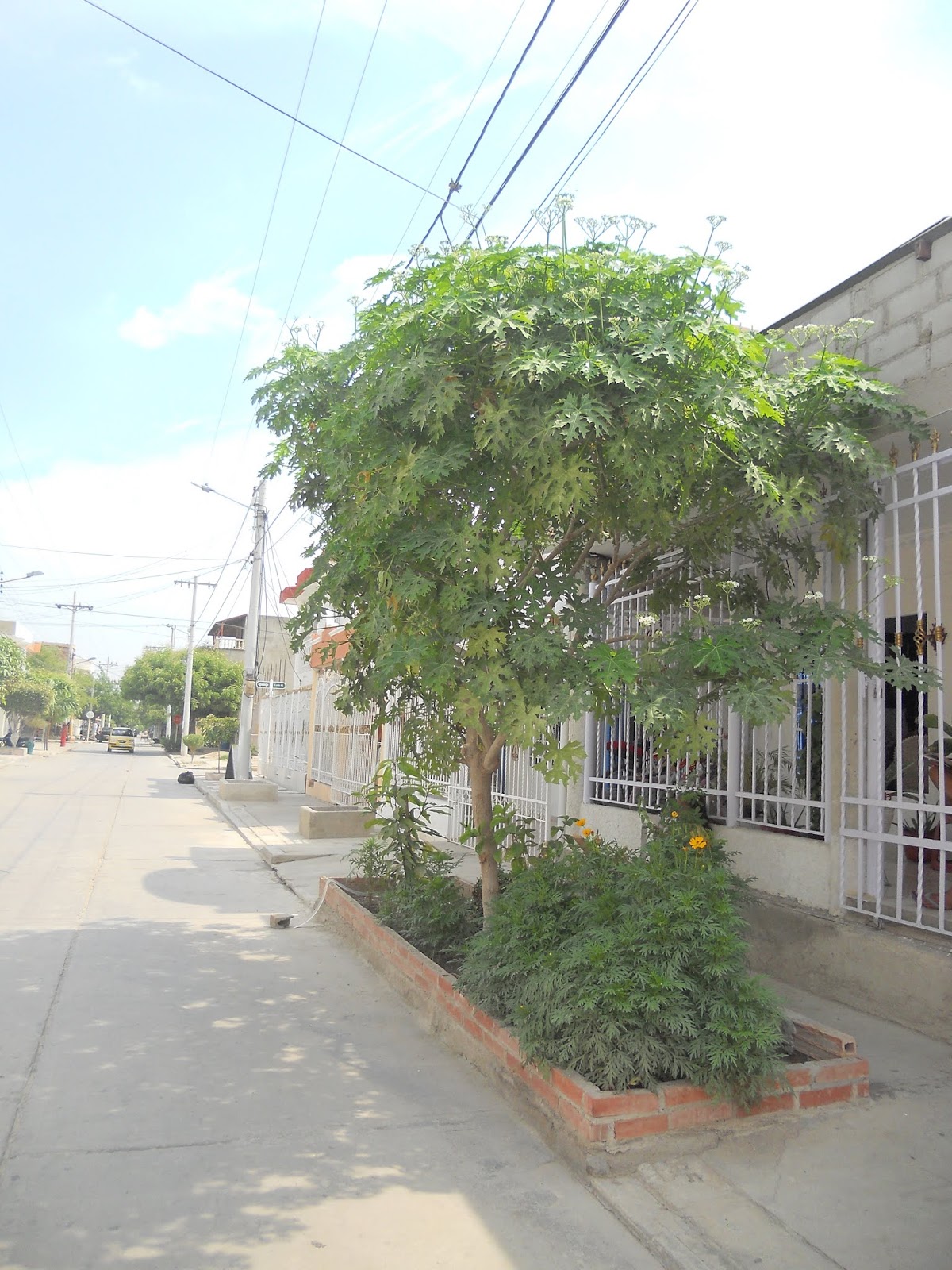 Santa Marta y sus especies vegetales : HIGUERILLA (Ricinus communis)