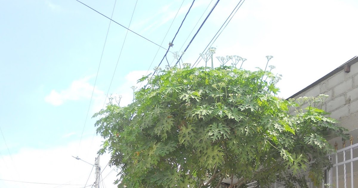 Santa Marta y sus especies vegetales : HIGUERILLA (Ricinus communis)