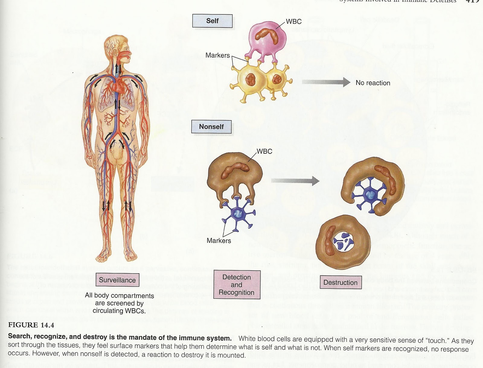 The Basic Concept about Immunology