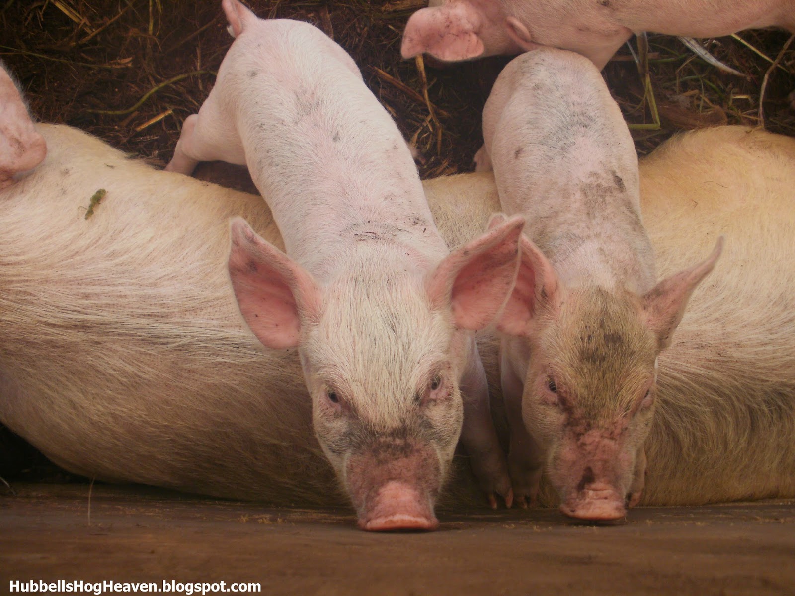 Hubbell's Hog Heaven