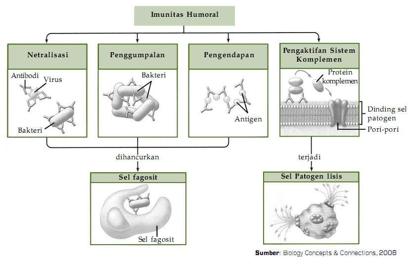 Respon Kekebalan Tubuh | MATERI | SOAL BIOLOGI SMP SMA REMBANG