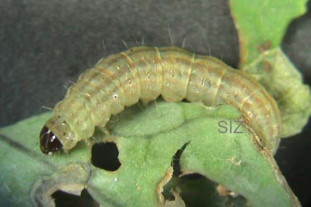Setora nitens: Hama Pada Brassica oleracea var. capitata L