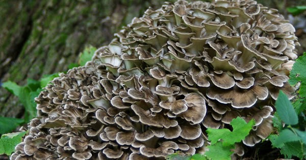 About Health: Maitake