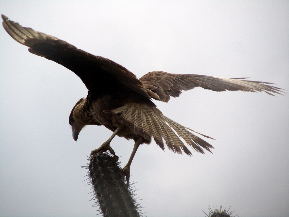 Hiking Curaçao - Flora and Fauna: Warawara - Valk - Crested Caracara