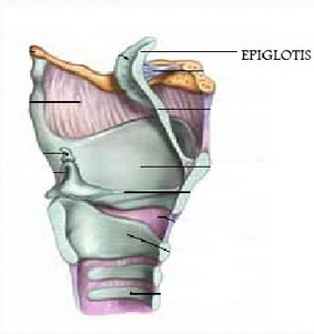 TALLER TECNICA VOCAL EMMAT 2015