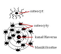 biologia: TKANKI ZWIERZĘCE (NABŁONKOWE I ŁĄCZNE)