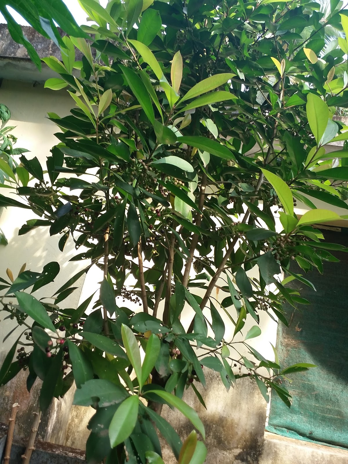 BLOGSOWNKITCHEN: Kili Njaval for the Birds and for Jamun Lovers