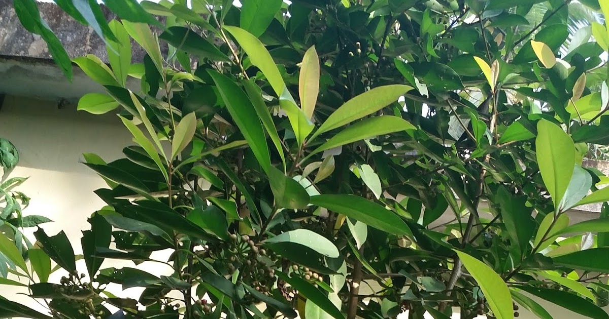 BLOGSOWNKITCHEN: Kili Njaval for the Birds and for Jamun Lovers