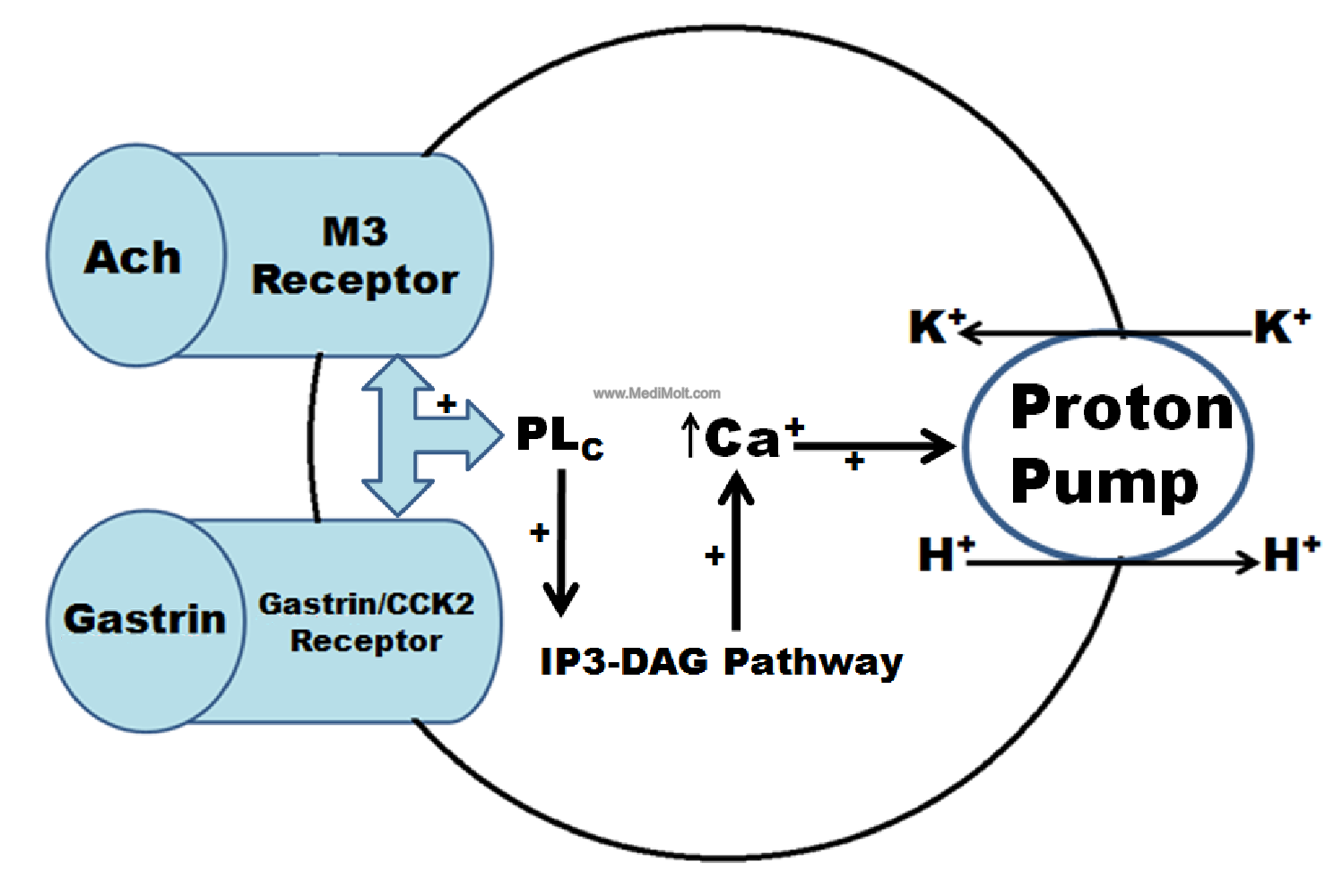 Peptic Ulcer And Anti Peptic Ulcer Drugs With Their Mechanism Of Action ...
