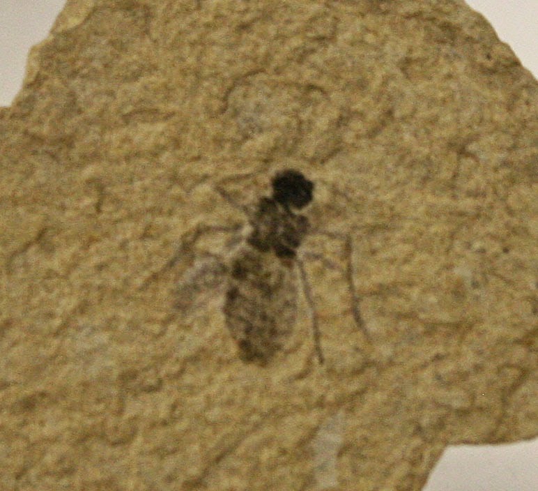 Louisville Fossils and Beyond: Unidentified Insect Fossil - Miocene