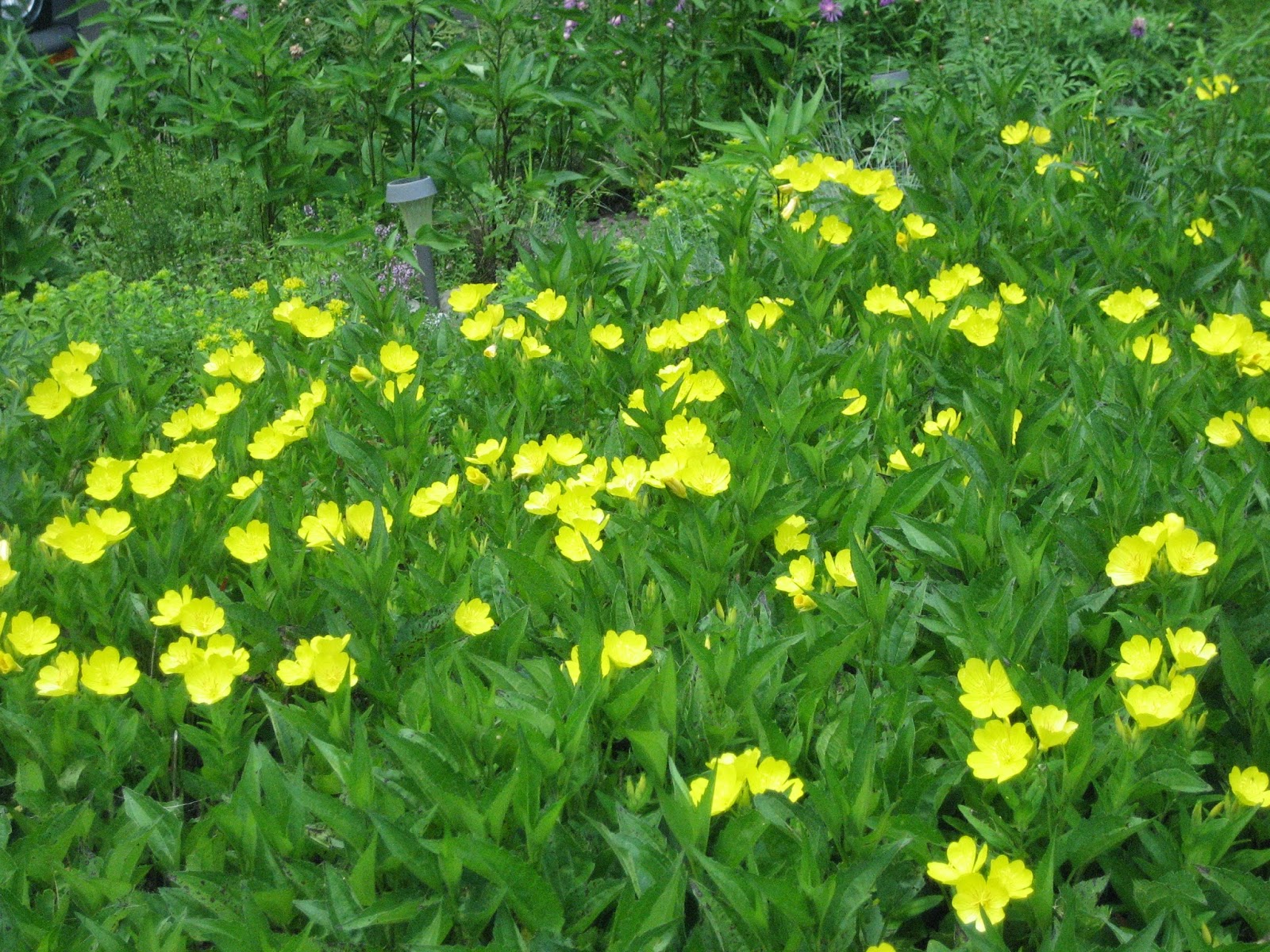 Falling on Purpose: Primrose