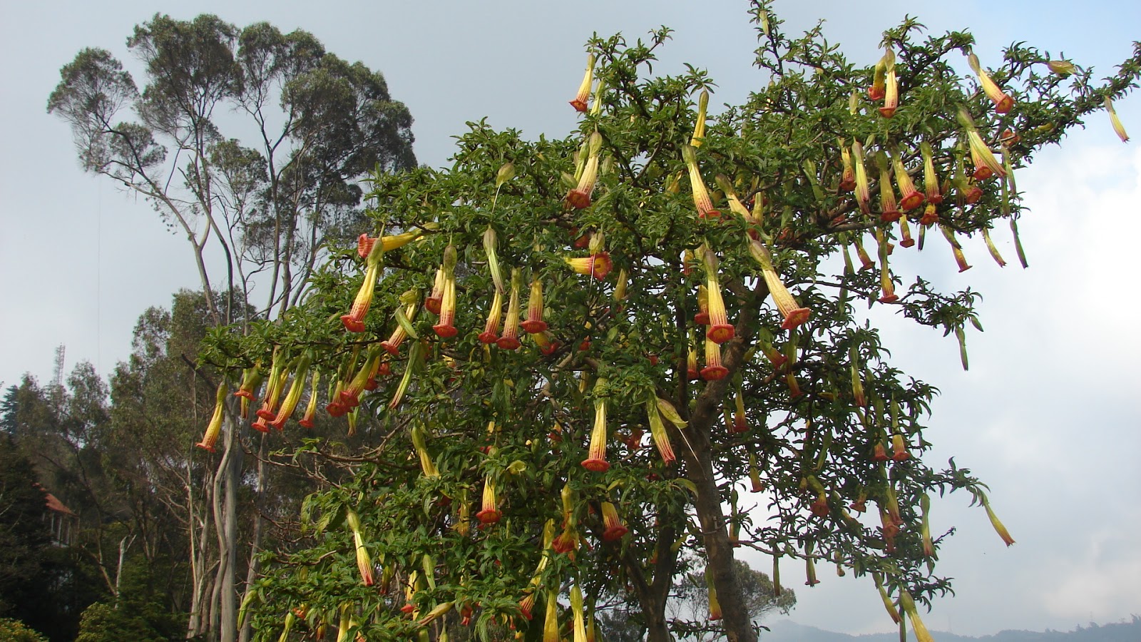 Paisajismo, pueblos y jardines: Brugmansia sanguinea. Planta ornamental ...