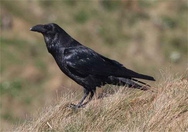 Murfs Wildlife : Raven