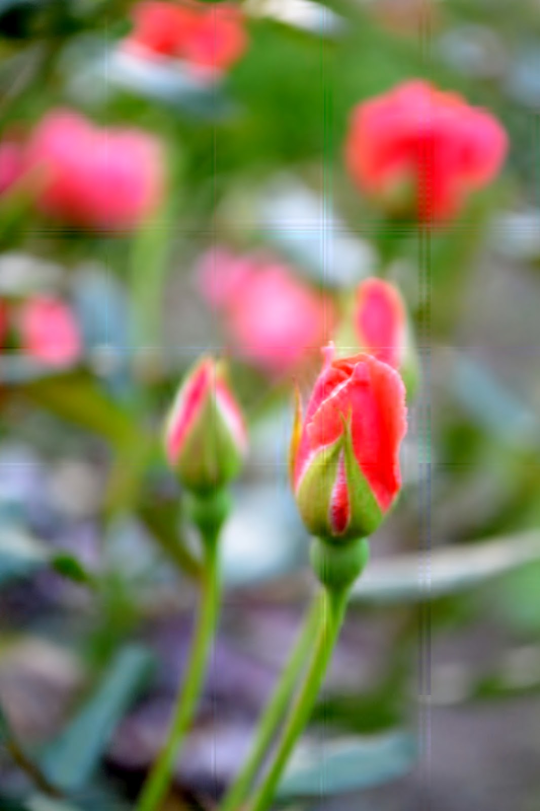 Jackie Farr's Photographs