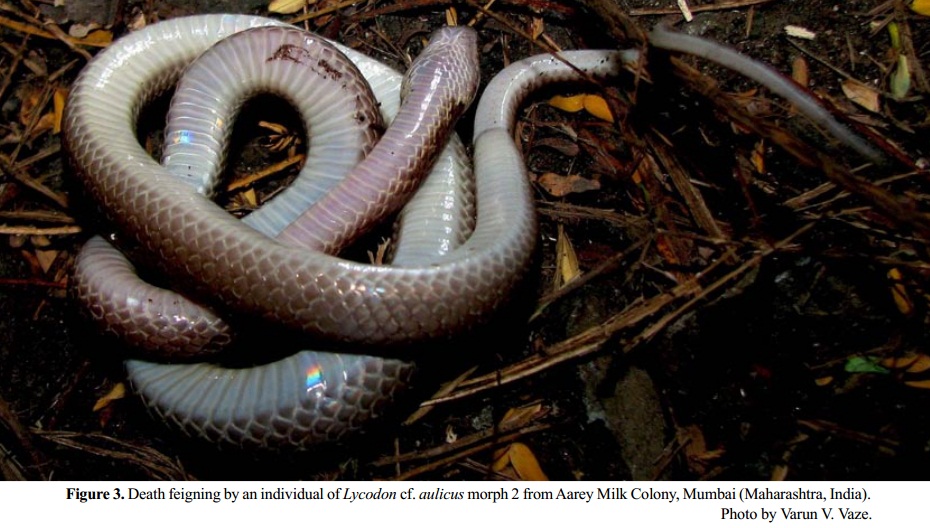 Species New to Science: [Herpetology • 2011] Death Feigning behavior in ...