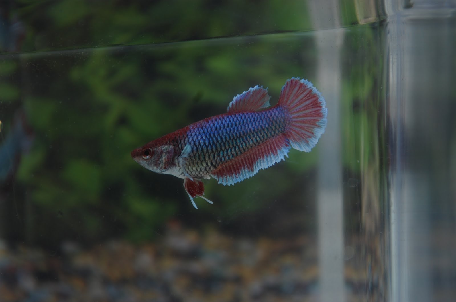 Amrozibetta: Betta HMPK Salamander FEMALE RM30