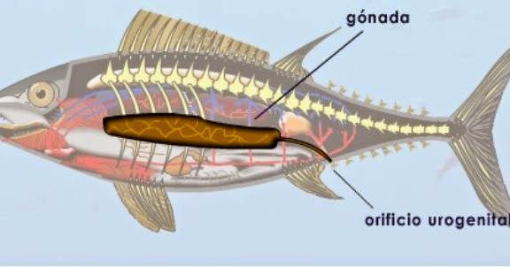 Acuicultura : Vivíparos, Ovíparos y Ovovivíparos