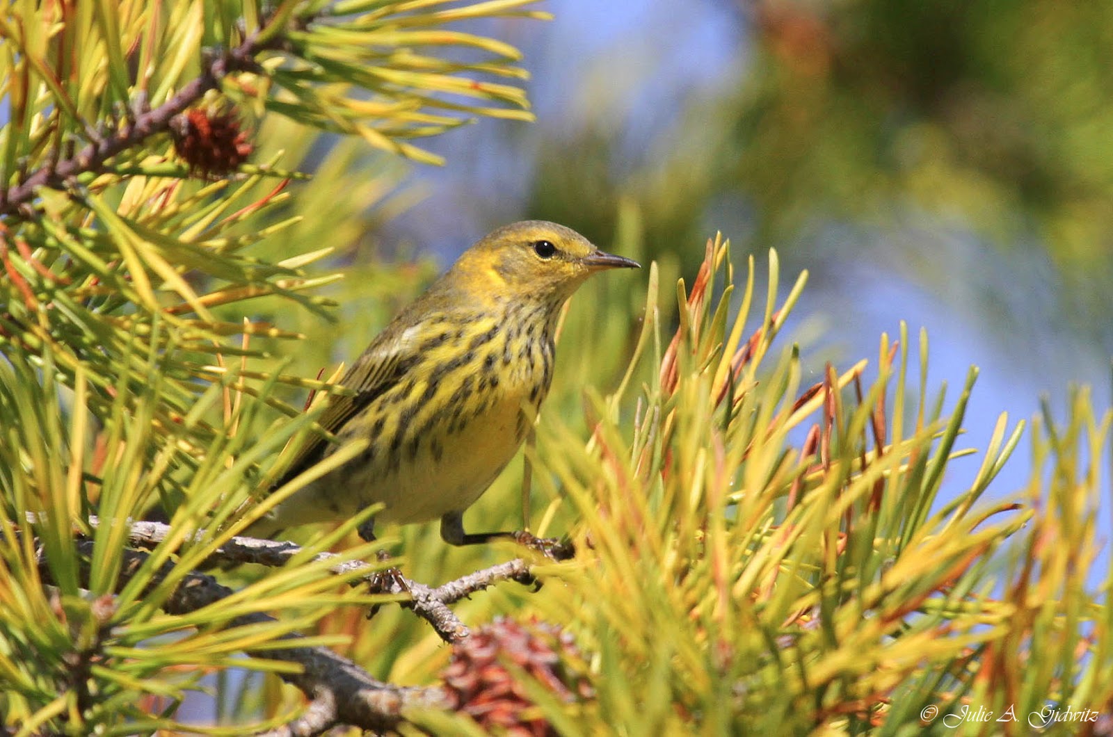 Birding Is Fun!: Fall Feathers