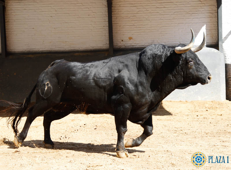 Lascosasdeltoro: "Jocundo" abre la tarde de hoy en Las Ventas
