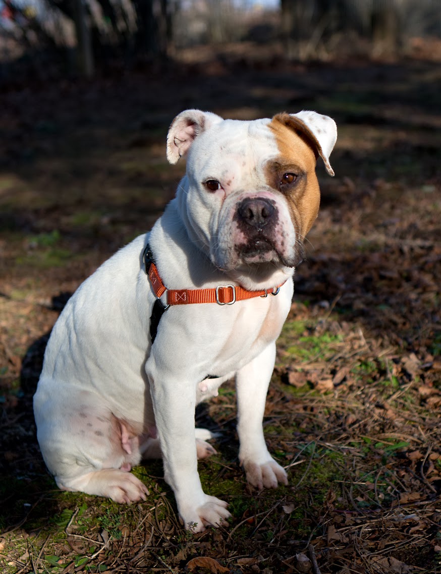 Shelter Dogs of Portland: "DORA" short and stout, adorable Bulldog mix