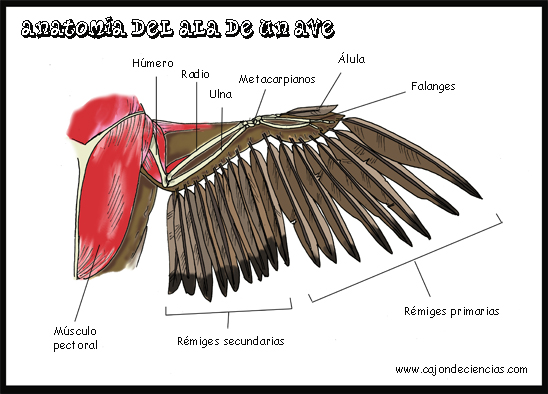 UN AMBIENTALISTA: Un original esquema alar