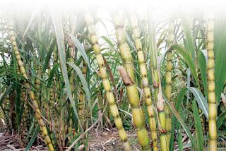 Sayang Sama Pokok: Diari Tani-Panduan Tanam Tebu Di Tepi Rumah