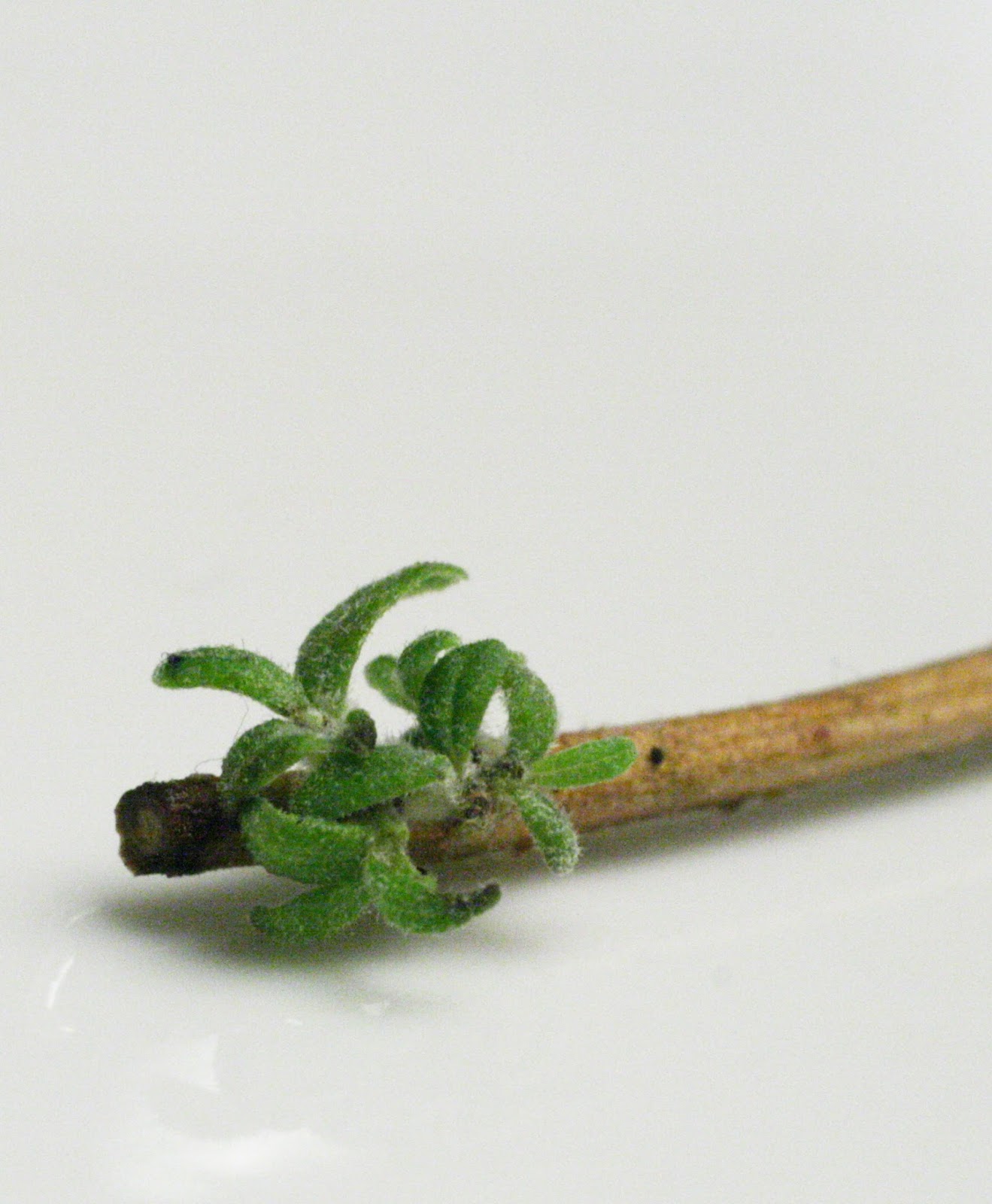 Rosemary--The Ultimate Guide