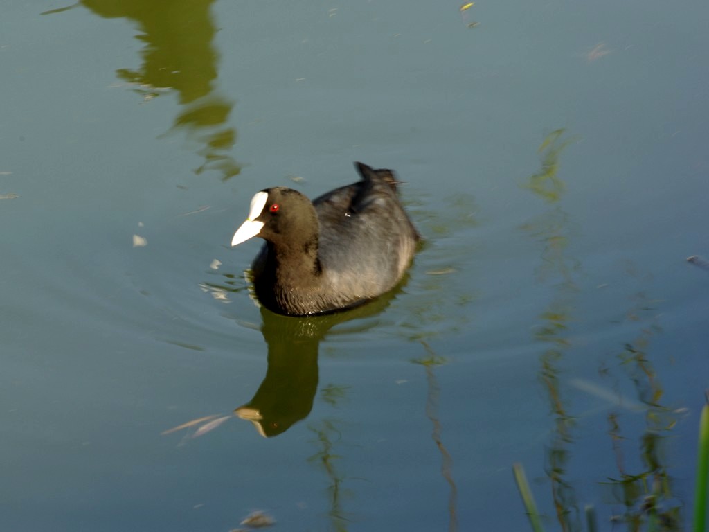 Natuurfotografie Eilandstaete: De" waterkippen",van Eilandstaete.