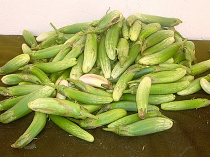 Usahawan Asas Tani Dan Makanan: Cara Mudah Tanam Terung Telunjuk