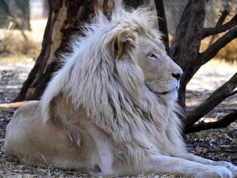 El León, el animal más salvaje del mundo