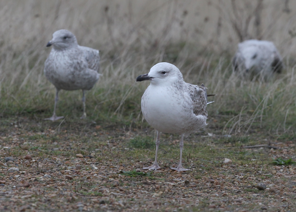 Richard Smith - Birdwatching Days Out: CASPIAN GULL 1st winter, (2 ...