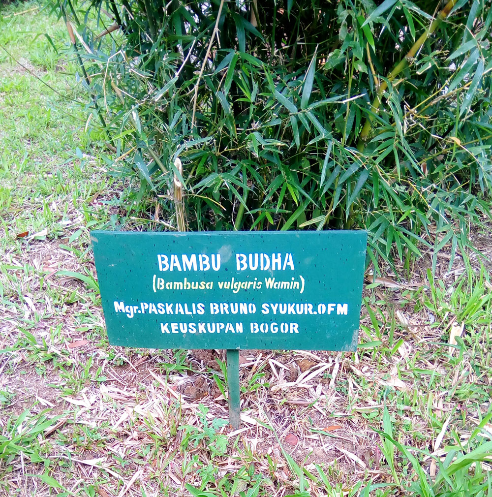 Bambu Budha on Taman Safari Indonesia