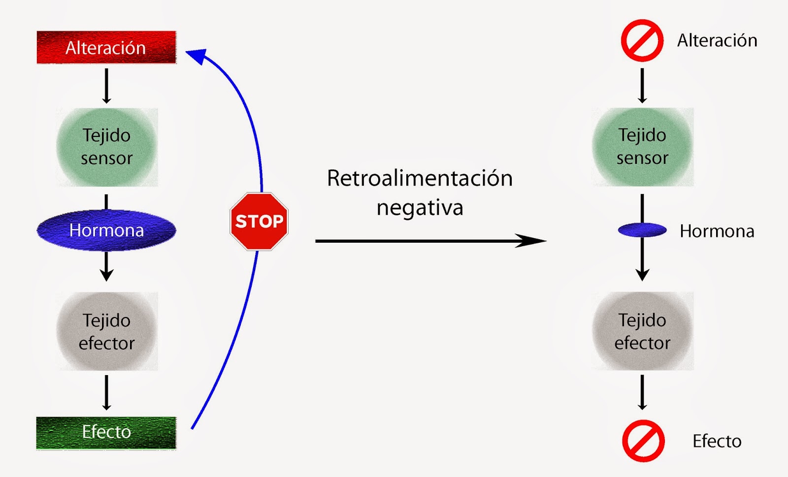 Sistema De Retroalimentacion Positiva - arbol