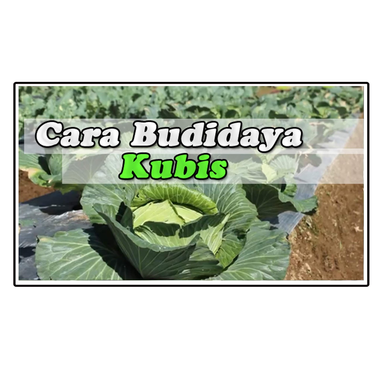 Cara Budidaya Kubis LENGKAP DENGAN DOKUMENTASI PHOTO - Tips dan Trick
