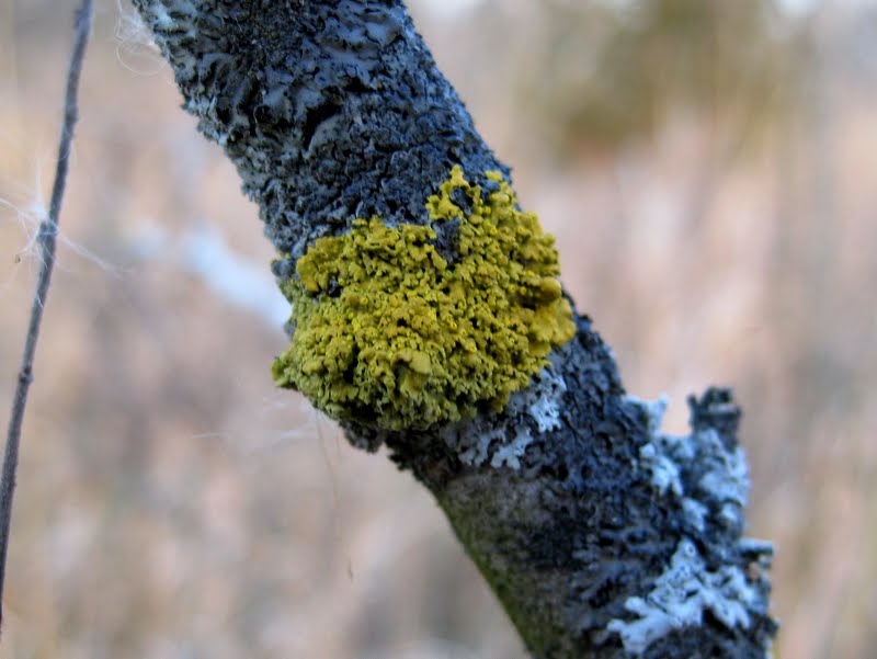Mr. Micawber's Recipe for Happiness: Lichen and Bare Trees