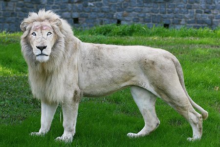 Animales en Peligro de Extinción : El León Blanco