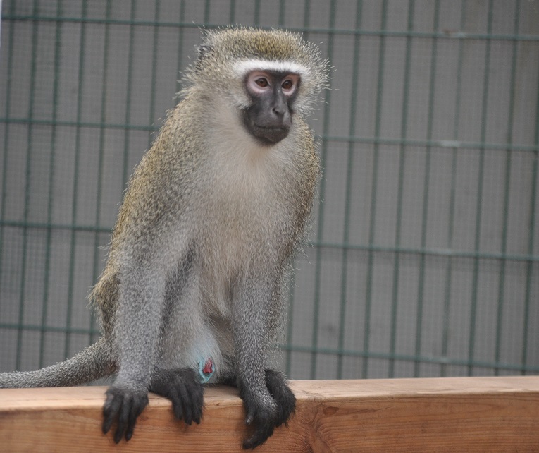 ZOOTOGRAFIANDO (6.100 ANIMALS): MONO VERDE / GREEN MONKEY (Chlorocebus ...