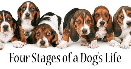 Four Stages of a Dog's Life - Neat-Pets ( Dogs & Cats )