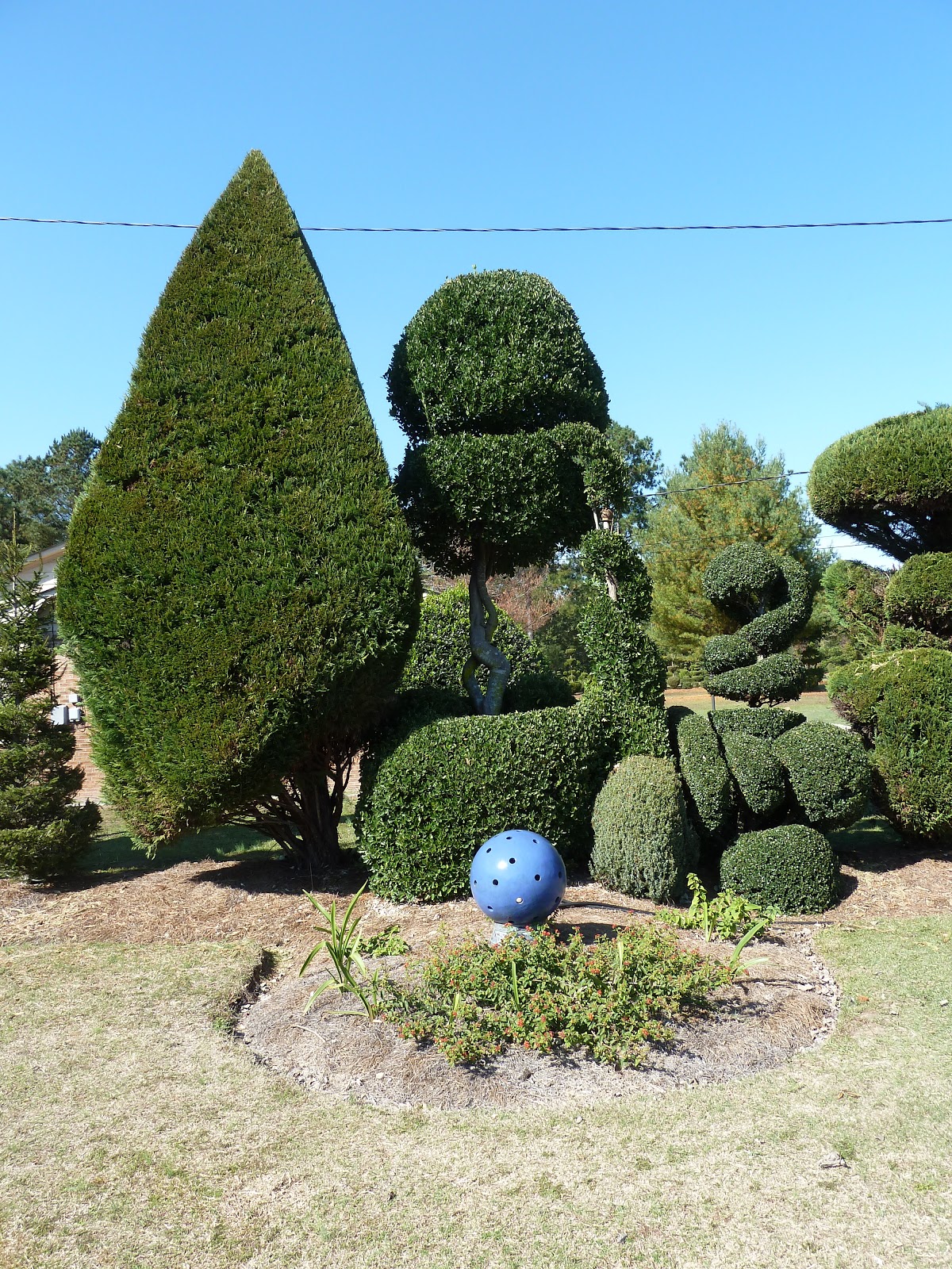 Truffula Forest: Pearl Fryar's Garden