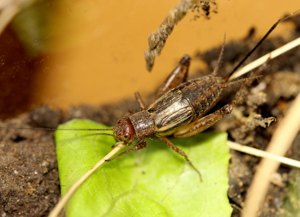 Listening in Nature: Sparkling or Tinkling?