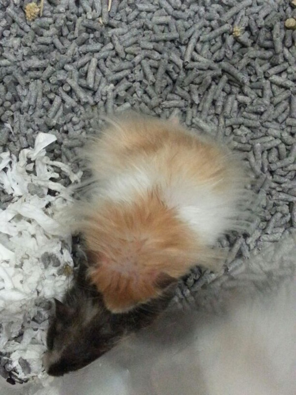 Natural PawPals: Cherimoya the Calico (aka Tortoiseshell Banded) Syrian ...